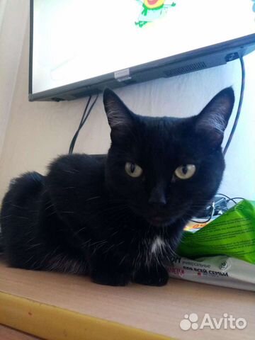 Отдам кошку Соню в хорошие руки