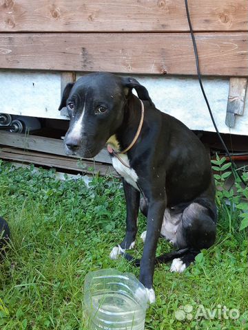 Потеряшка ищет дом