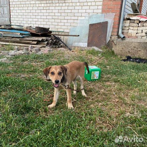 Малыш Дейл в добрые руки