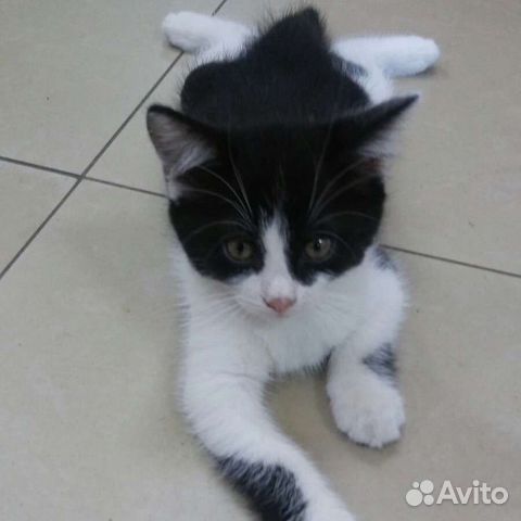 Отдадим бесплатно в хорошие руки)