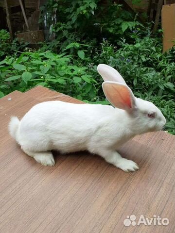 Самец Белый Панон