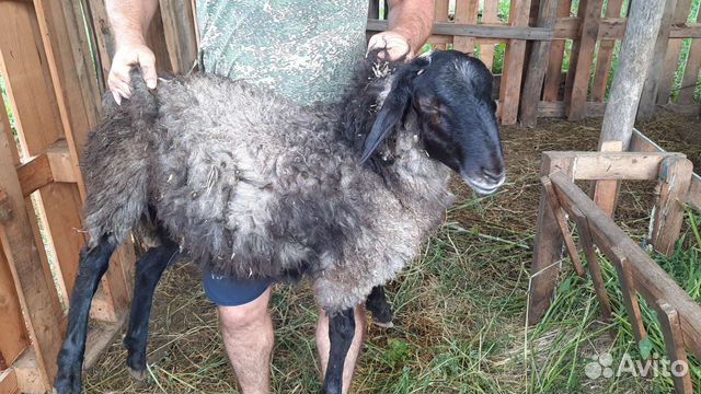 Бараны романовские