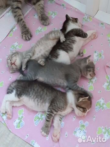 Отдам котят бесплатно