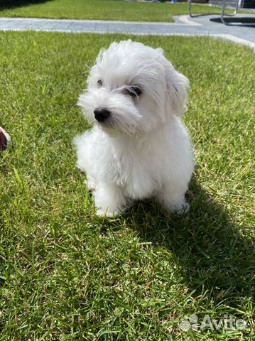 Мальтийская болонка