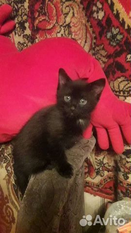 Турецкая ангора