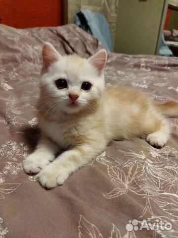 Шотландский котенок страйк