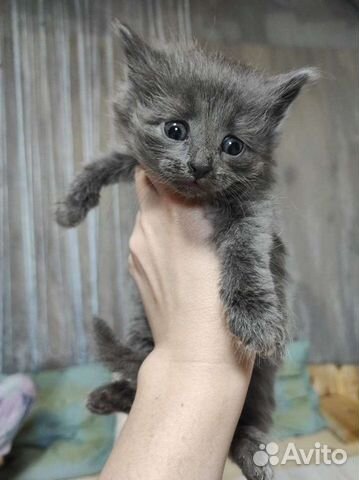 Персидские котята