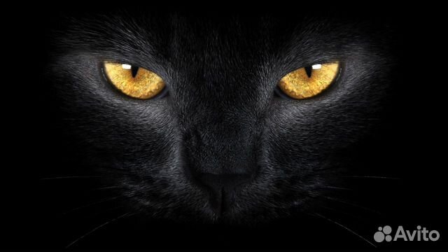 Найден взрослый черный кот