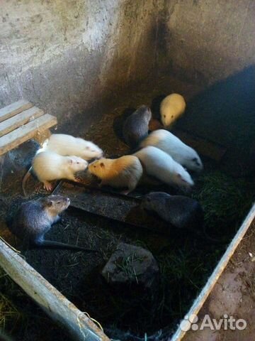 Нутрии на завод,самки и самцы