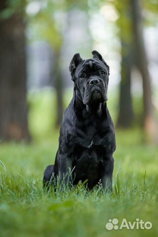 Шикарная черная девочка кане корсо