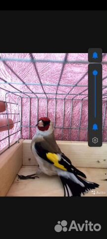 Продам щегол