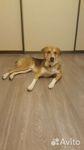 Отдам в добрые руки собаку