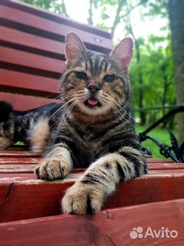 Ласковый котик (7 причин взять взрослого кота)
