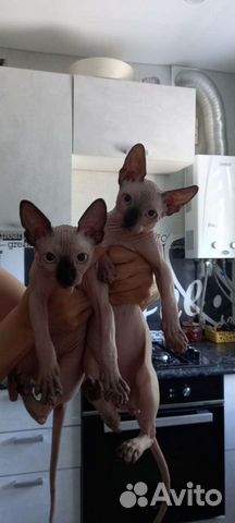 Канадский сфинкс котенок