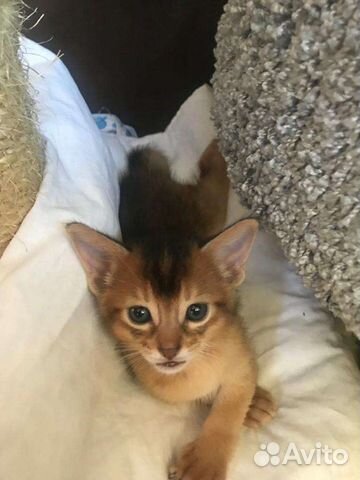 Абиссинские котята