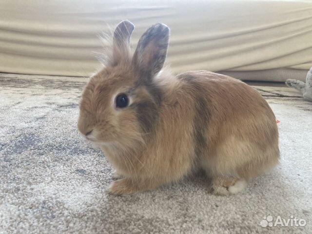 Кролик декоративный