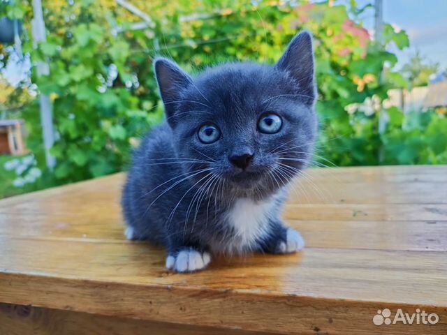 Котенок