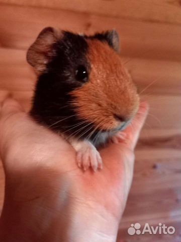 Ручной малыш морская свинка