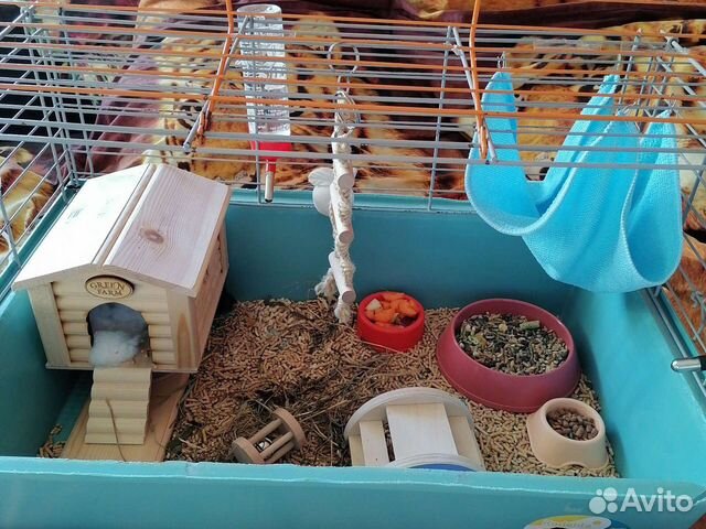 Продаю крысят с клеткой (со всеми дополнениями)
