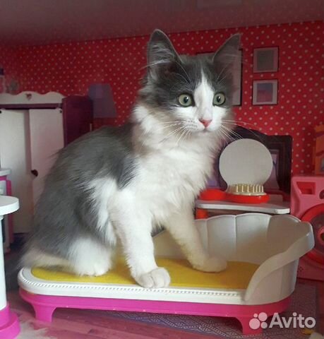 Котенок Мята ищет дом