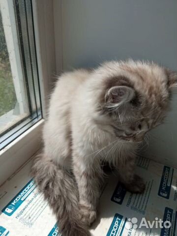 Котёнок Молли ищет хозяина. Отдадим в хорошие руки