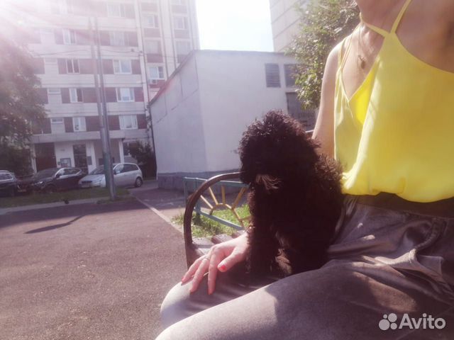 Чёрный миниатюрный мальтипу