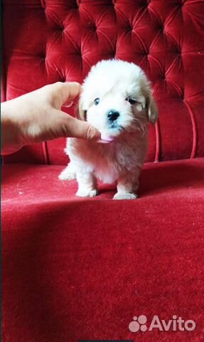 Великолепные щеночки мальтипу