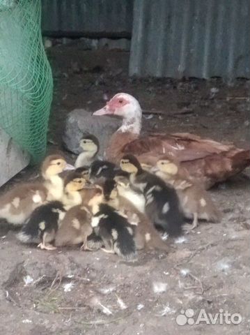 Продаются утята шептуны