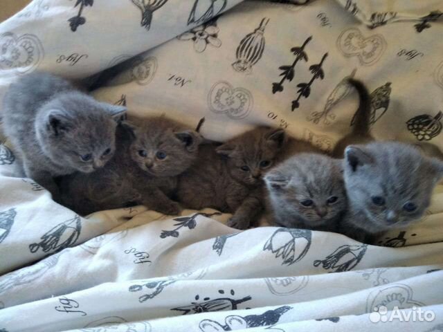 Шотландские прямоухие котята скоттиш страйт