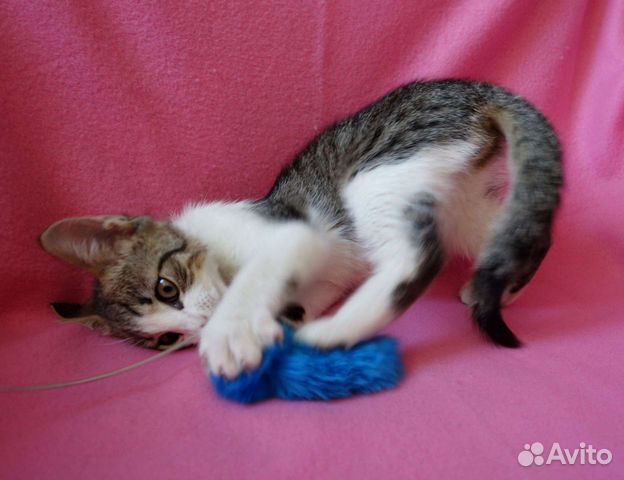 Котик Елисей