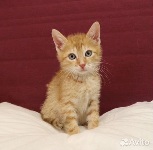 Котенок Рыжулик ищет дом