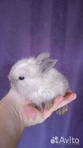 Декоративные кролики