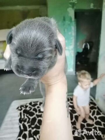 Стаффордширский терьер