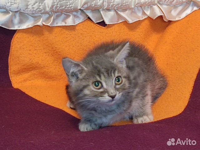 Котенок вискас ищет дом