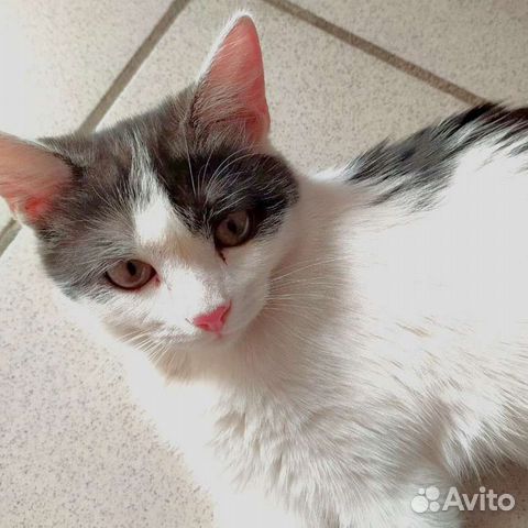 Коьенок в добрые руки