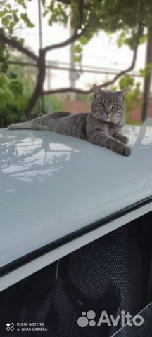 Шотландский кот вязка