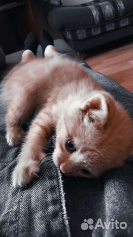 Котëнок в добрые руки