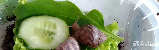 Улитки ахатины иммакулята пантеры