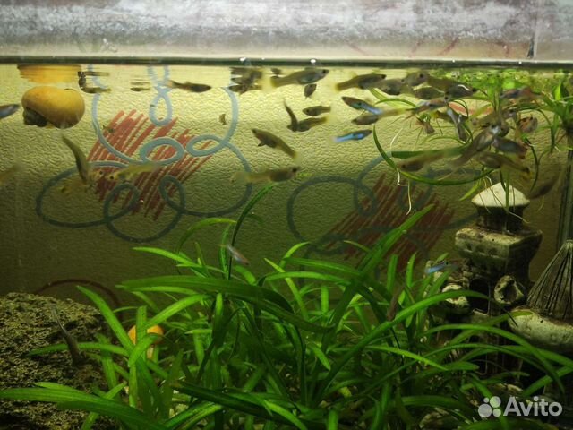 Аквариумные рыбки и растения