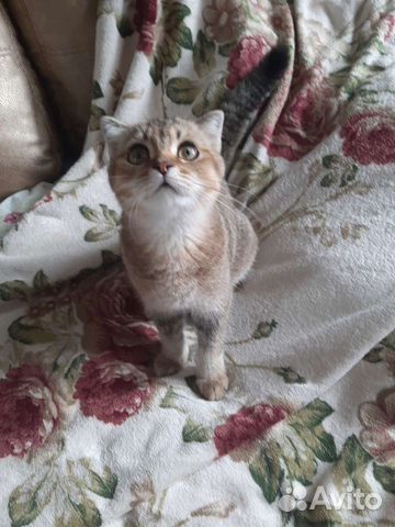 Котики