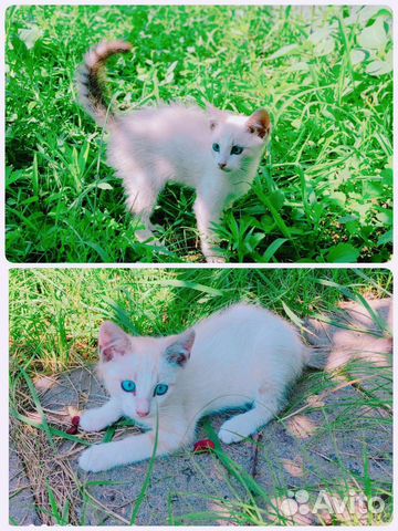 Котëнок в дар