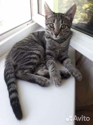 Котятки ищат дом