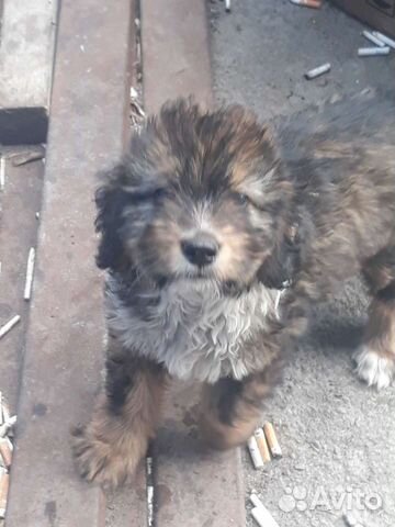 Собака в добрые руки щенок