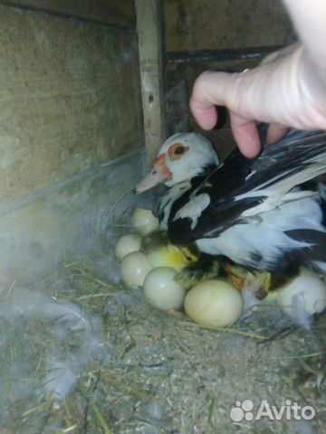 Продам индаутку с утятами