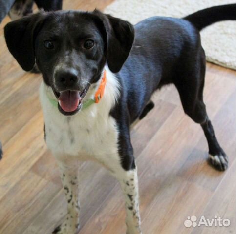 Неро ищет дом