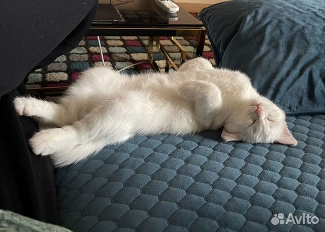 Белый манчкин мальчик