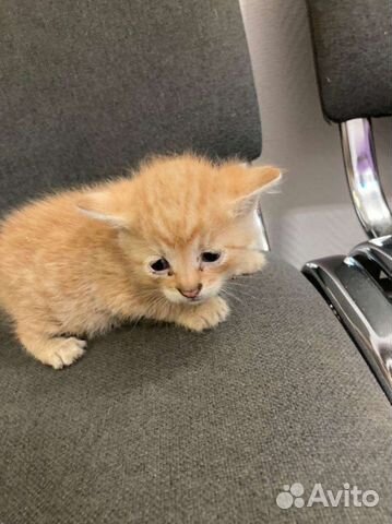 Котёнок, 1мес., Персик