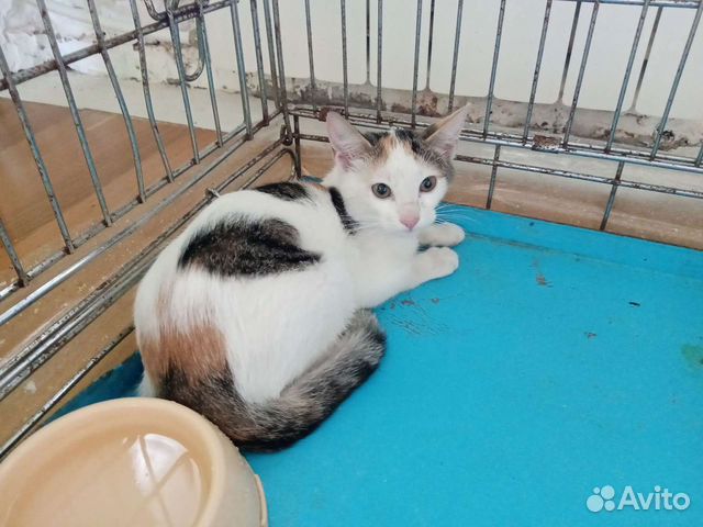 Котёнка принесли на усыпление