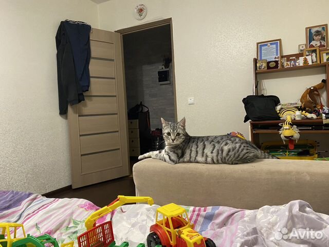 Отдам в хорошие руки