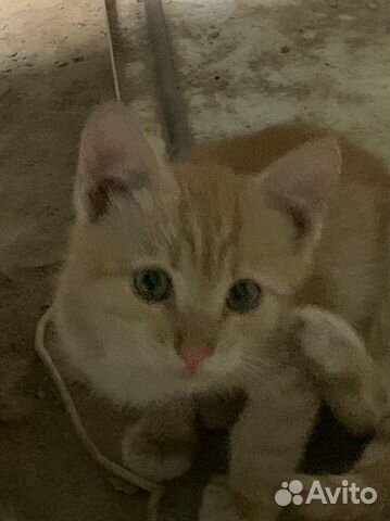 Котята в добрые руки бесплатно